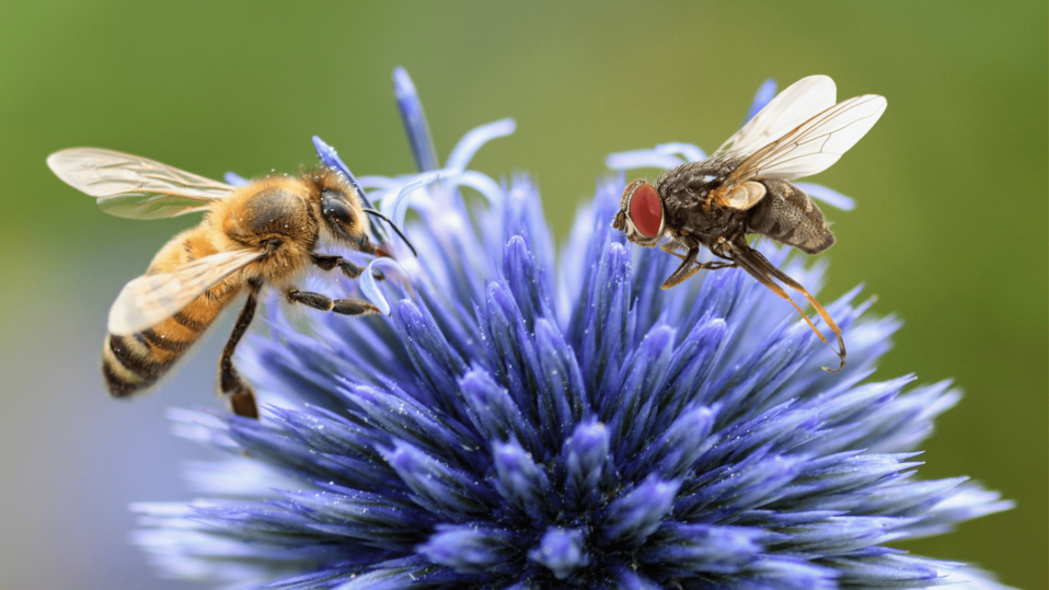 Abejas vs moscas: ¡Lo positivo y negativo de nuestras vidas!🐝🪰 | La ...